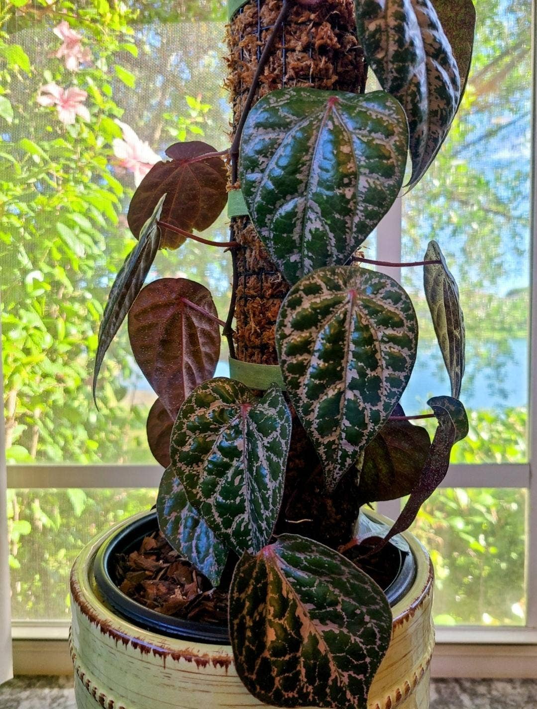 Piper Crocatum – Root to Rise